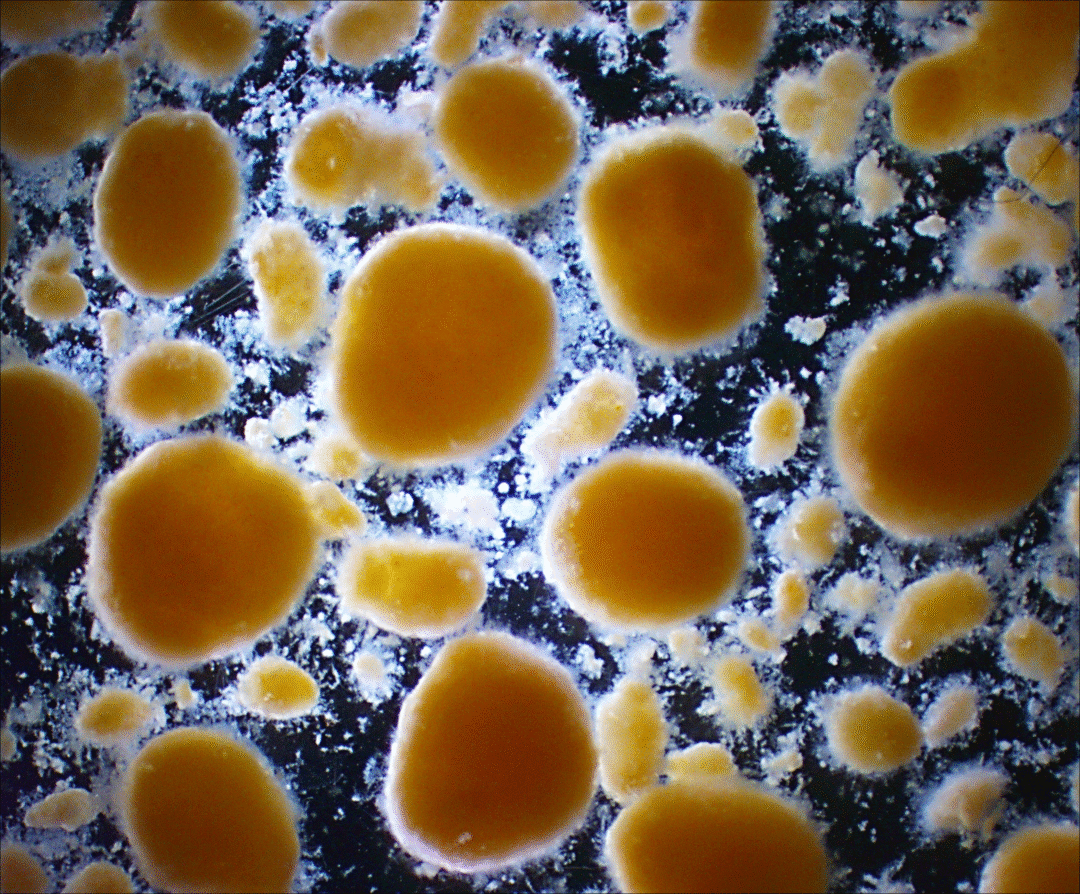 Cyclor Turbo - Nexom